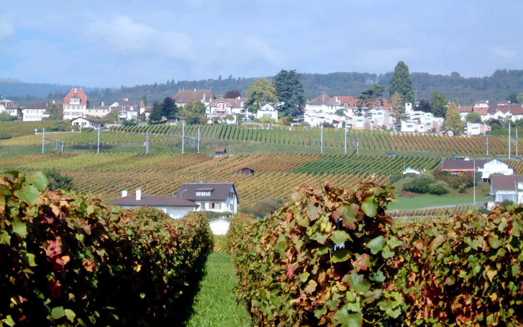 La présentation du vignoble – Château de Boudry